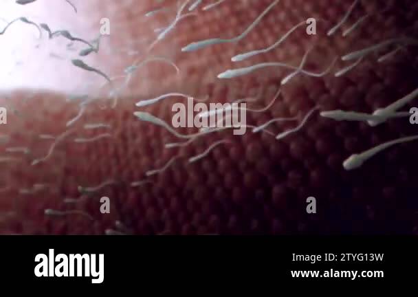 Male cell birth Stock Videos & Footage - HD and 4K Video Clips - Alamy