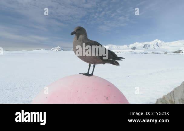 Arctic skua bird Stock Videos & Footage - HD and 4K Video Clips - Alamy
