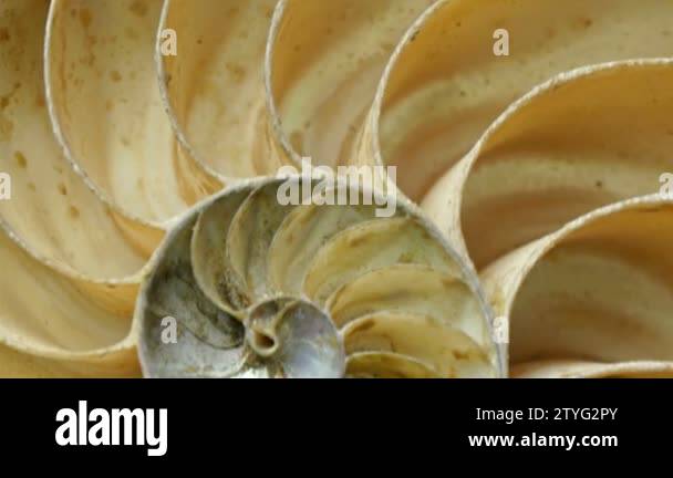 Conch structures Stock Videos & Footage - HD and 4K Video Clips - Alamy