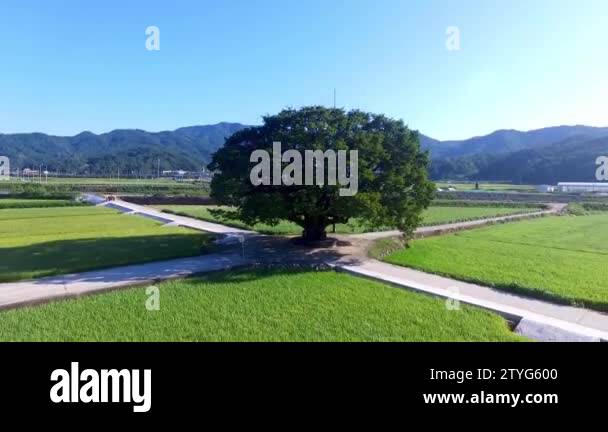 Wangtta Bully Zelkoba Tree in Yaro, Hapcheon, Gyeongnam, South Korea ...