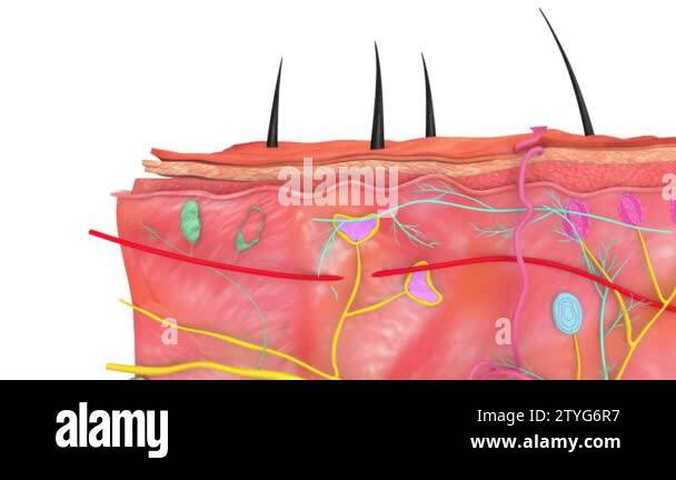 Layers of skin Stock Videos & Footage - HD and 4K Video Clips - Alamy