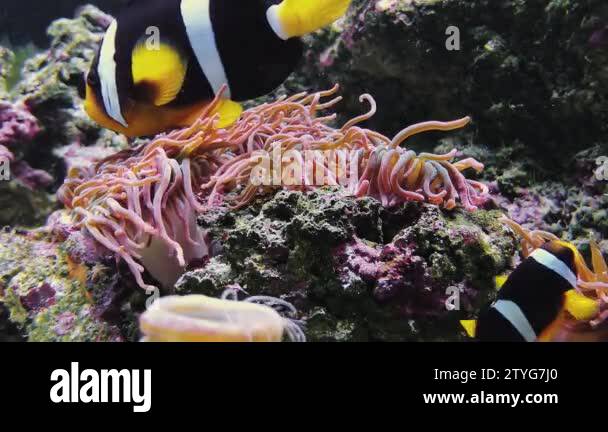 Sadly back anemone fish, black saddle Clownfish with yellow tail ...