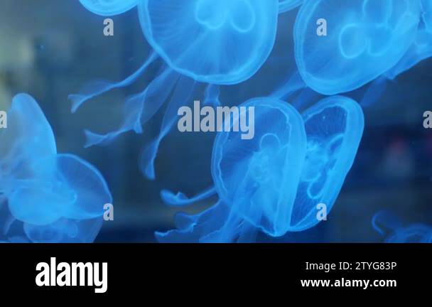 Jellyfish swim in aquarium science Stock Videos & Footage - HD and 4K ...