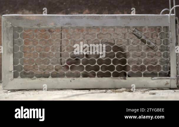 Trapped mice Stock Videos & Footage - HD and 4K Video Clips - Alamy