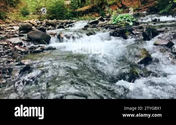 Deep forest stream crystal Stock Videos & Footage - HD and 4K Video ...