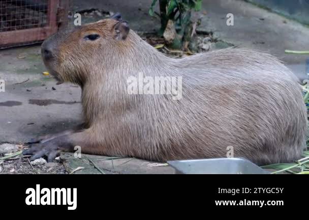 The giant brown capybara ( Hydrochaeris hydrochaeris ). Capybara is the ...