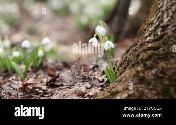 Two white blooming snowdrop folded or Galanthus plicatus near tree ...