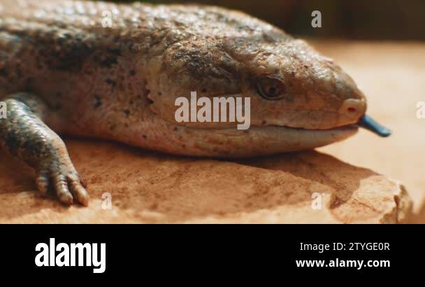 Blue-tongued lizard, also known as blue-tongued skink or bluey ...