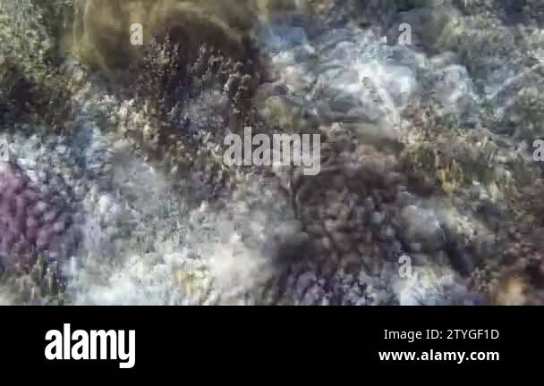 Underwater shooting of the fishes and reef in red sea Stock Video ...