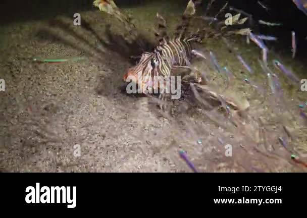 Common lionfish (Pterois volitans), the fish swims over the sandy ...