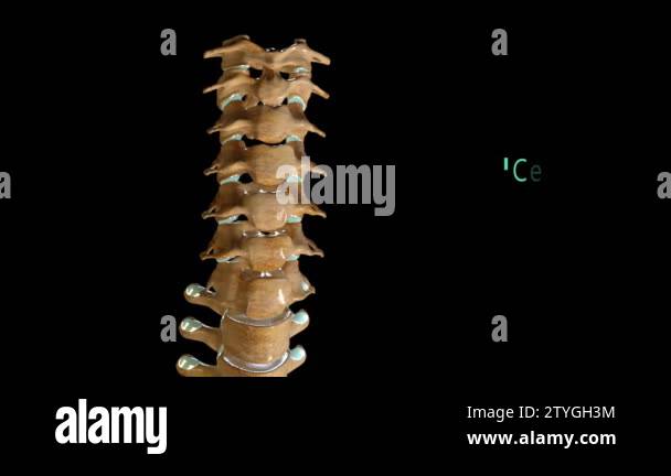 This 3D video shows the vertebral column anatomy labeled Stock Video ...