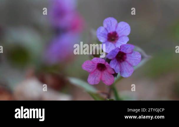 Pulmonaria blue Stock Videos & Footage - HD and 4K Video Clips - Alamy