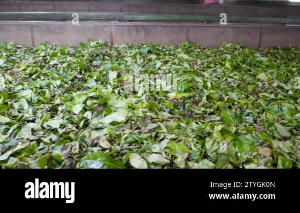 4k footage of green te leaves drying and being fermented on old tea ...