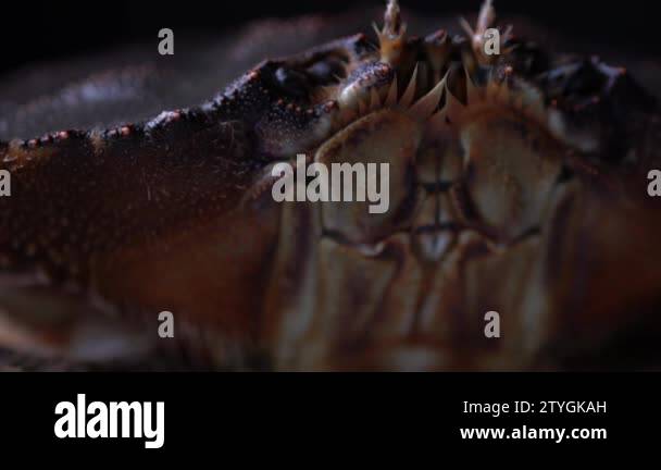 Cinematic macro portrait of live Dungeness crab. Close up of the BC ...