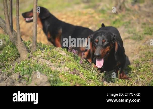 Pair of Tied Dachshund Dog Mating, Animal Sex Scene Stock Video Footage ...