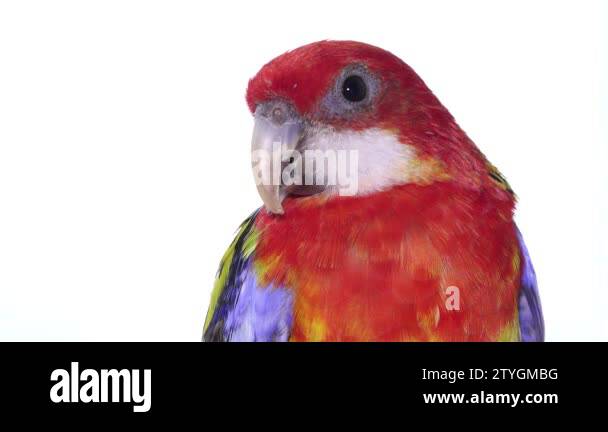 Friendly australian bird Stock Videos & Footage - HD and 4K Video Clips ...