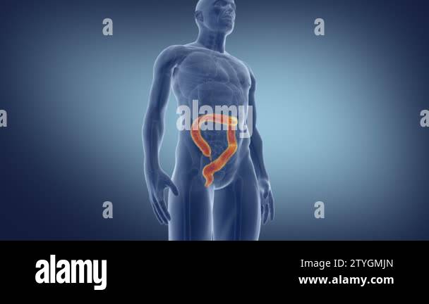 Human Intestine. Medically accurate animation of the large intestine ...