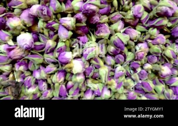 Rose section Stock Videos & Footage - HD and 4K Video Clips - Alamy