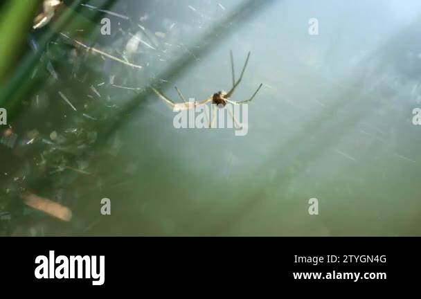 Small spider with long paws swaying in wind while sitting on cobweb ...