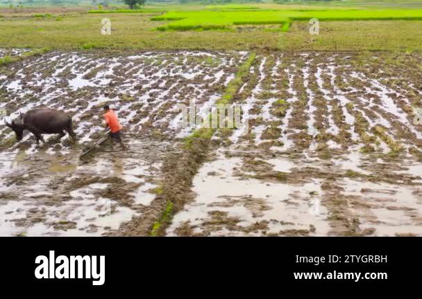 Traditional plowing a rice field with a bull. Paddy field with water ...