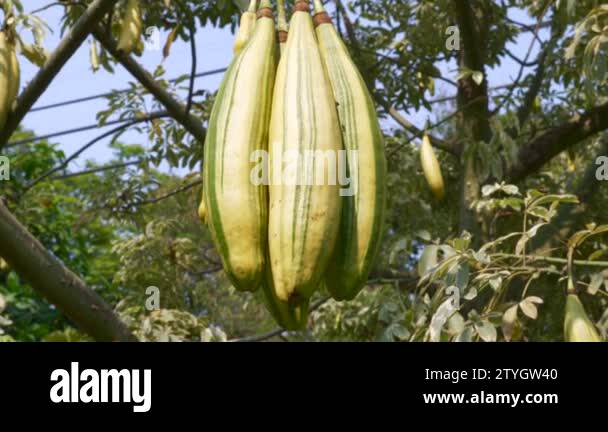 Capoc tree Stock Videos & Footage - HD and 4K Video Clips - Alamy