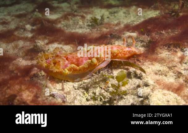 Nudibranchs, the Spanish dancer. Exciting night diving off the ...