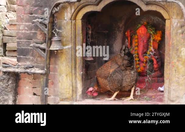 Chicken sculpture art Stock Videos & Footage - HD and 4K Video Clips ...