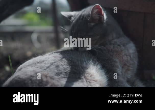 Cat tan Stock Videos & Footage - HD and 4K Video Clips - Alamy