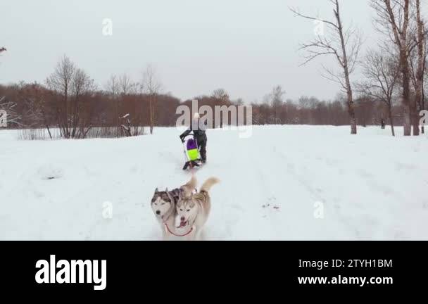 Husky pack Stock Videos & Footage - HD and 4K Video Clips - Alamy