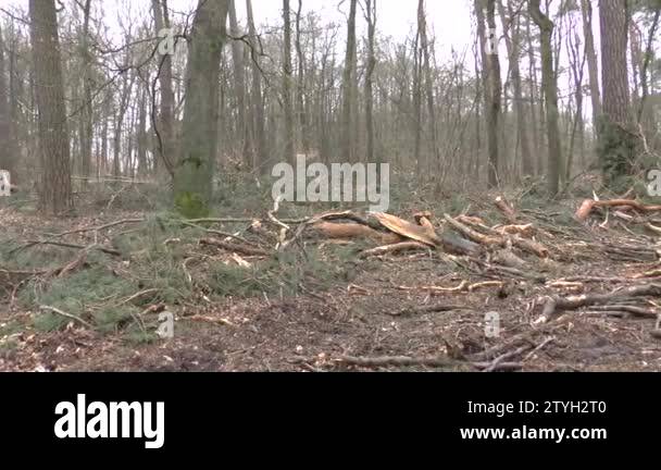 Timber felling Stock Videos & Footage - HD and 4K Video Clips - Alamy