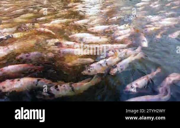 Many Nile red Tilapia fish swimming in pond, culture fish farm, 4k ...