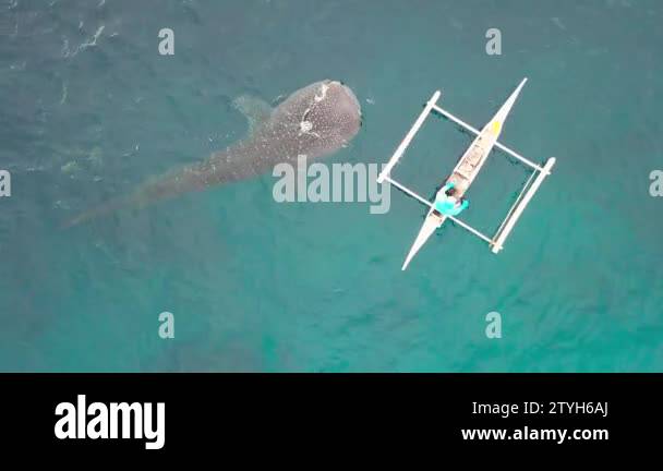Shark eating boat Stock Videos & Footage - HD and 4K Video Clips - Alamy