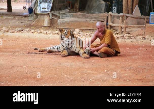 Tiger temple monk Stock Videos & Footage - HD and 4K Video Clips - Alamy