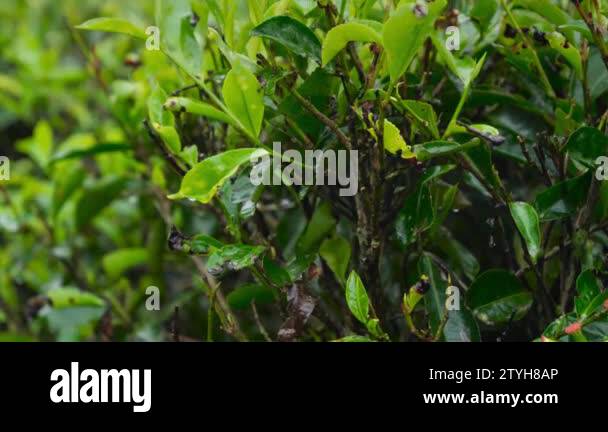 Panning footage of wet green tea leaves growing on tea bush at ...