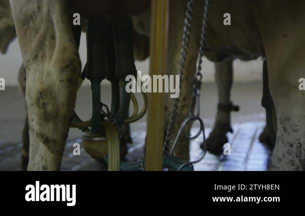 Static view of machine hooked up to cows udders during milking process ...