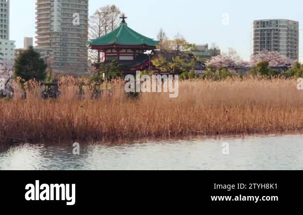 Pan video of cherry blossom and dried lotus of Shinobazu pond at Ueno ...