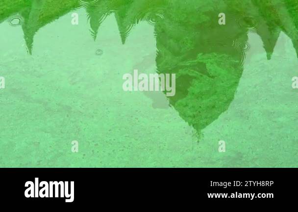 Able animals Stock Videos & Footage - HD and 4K Video Clips - Alamy