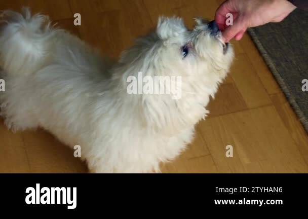 Receiving an award Stock Videos & Footage - HD and 4K Video Clips - Alamy