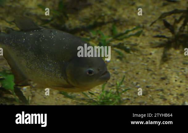 Red bellied piranha fish - Pygocentrus nattereri Stock Video Footage ...