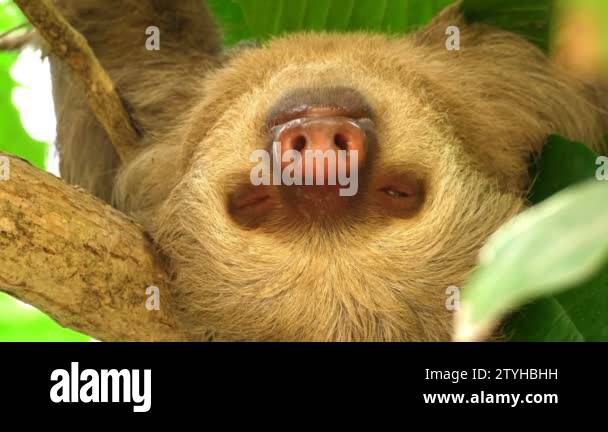 Three-toed sloth sleeping on a branch in the rainforest. Sloths are arboreal mammals noted for ...