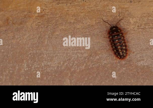 Mediterranean insects Stock Videos & Footage - HD and 4K Video Clips ...