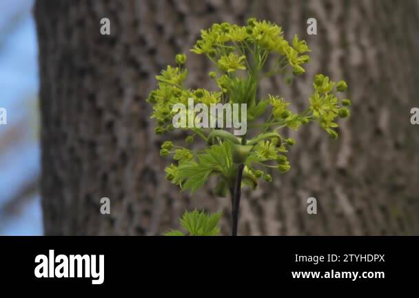 Norway maple acer platanoides bark Stock Videos & Footage - HD and 4K ...