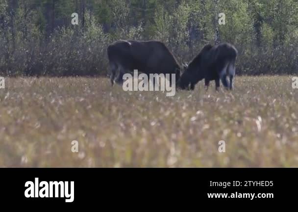 Moose eat Stock Videos & Footage - HD and 4K Video Clips - Alamy