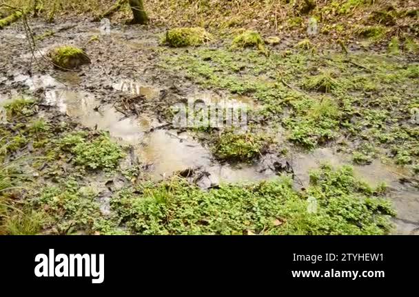 Watercress, fresh eatable herb and medicinal plant in spring in a ...