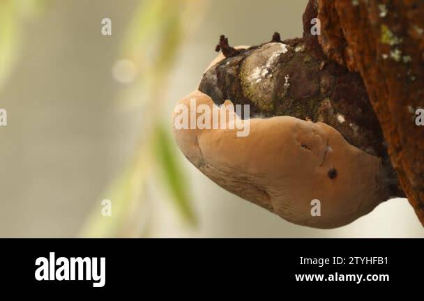 Phellinus igniarius (trivialis, willow bracket or fire sponge) is ...