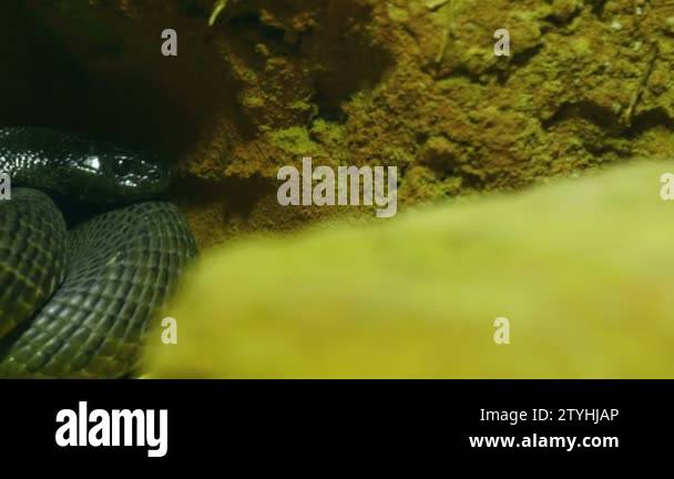 Reptile green africa snake Stock Videos & Footage - HD and 4K Video ...