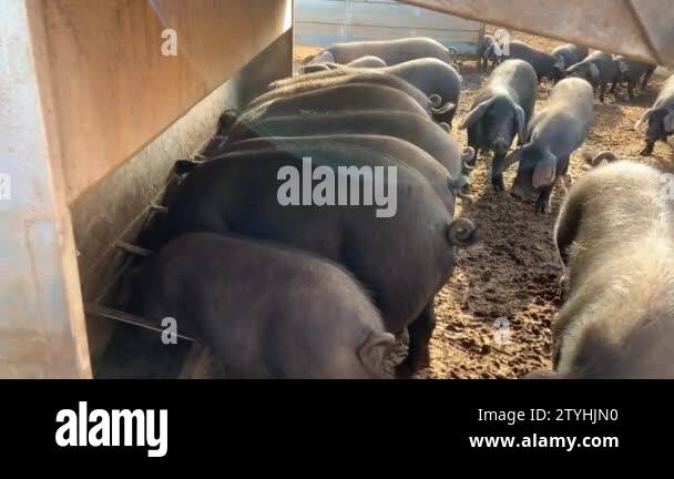 Ecologically raised pigs eating in pigsty. Ecological black pig in ecological pigsty Stock Video ...