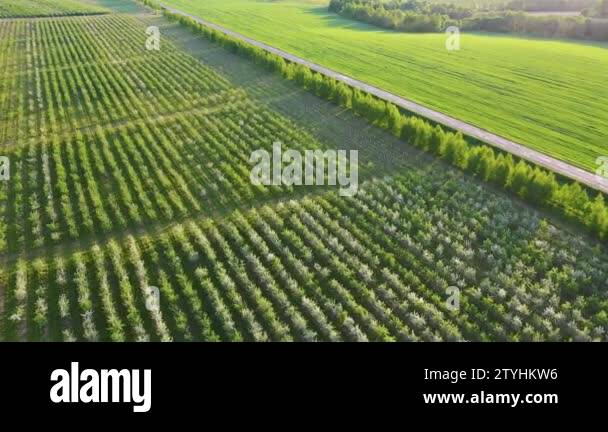 Road field fruit tree Stock Videos & Footage - HD and 4K Video Clips ...