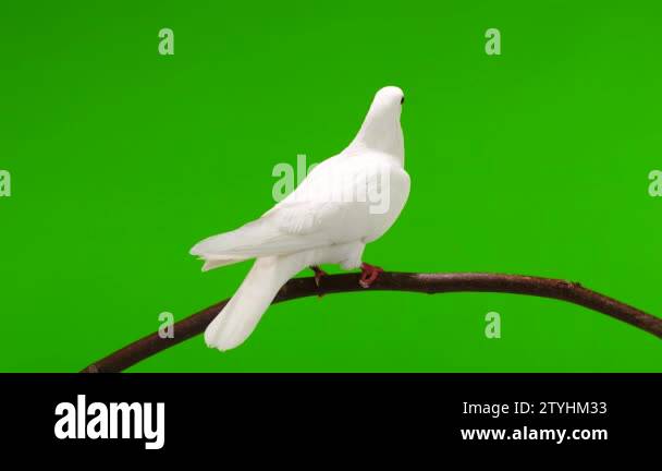 white dove are sitting on a tree branch on a green screen Stock Video ...