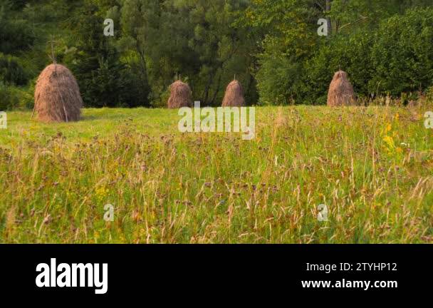 Green tourism. Hayfield with haycocks on sunny summer day. Hayfield. haystacks on a small field ...